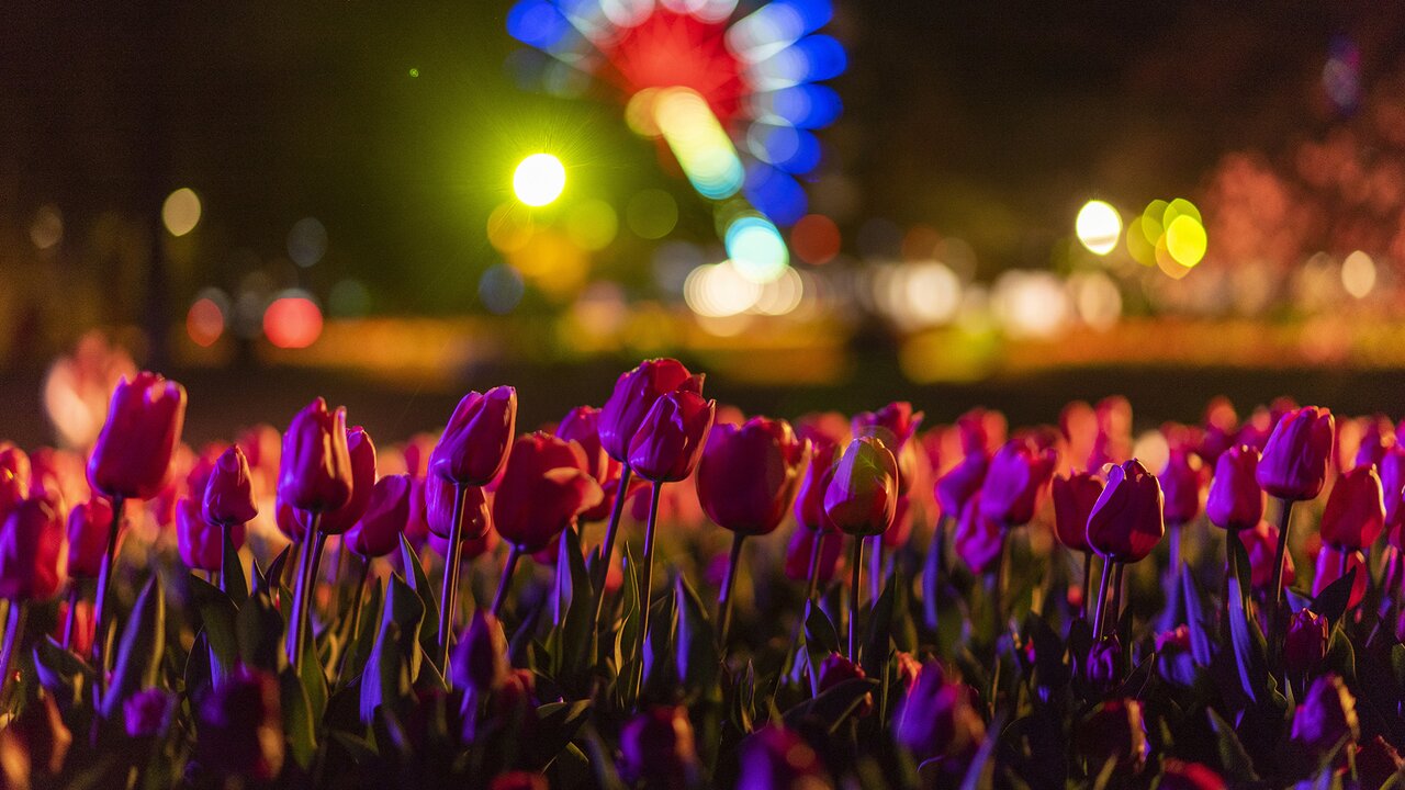 Where to see blooms in Canberra this spring: a guide to the capital's ...