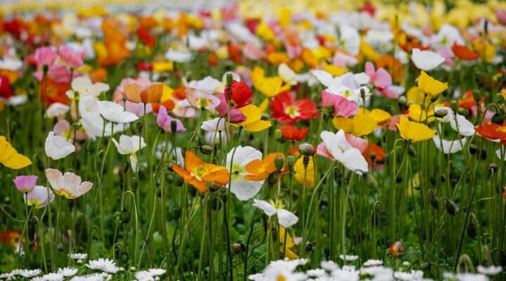 Where to see blooms in Canberra this spring: a guide to the capital's ...