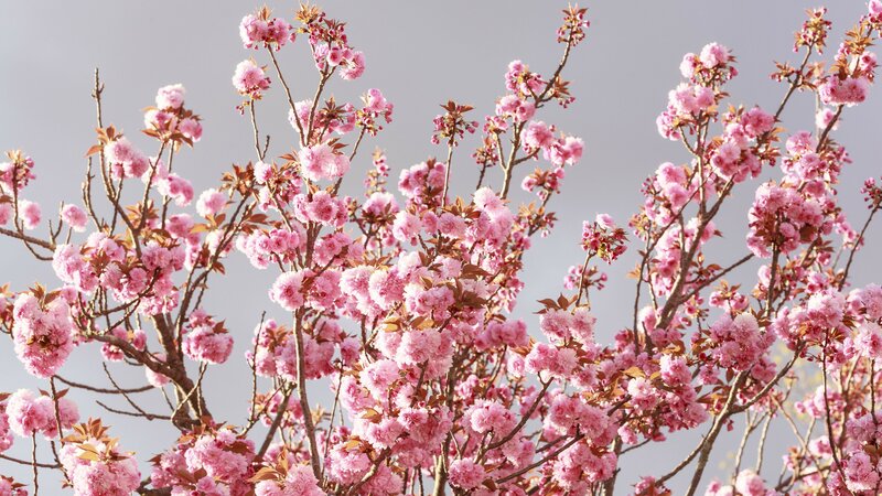 Where to see blooms in Canberra this spring: a guide to the capital's ...