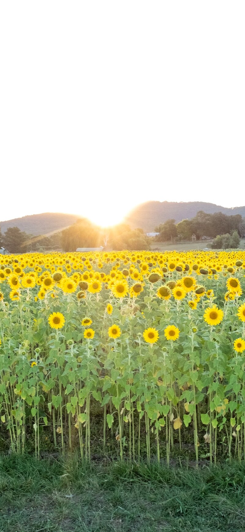 A Perfect Day in Canberra with Fred & Zoe of Majura Valley Farm ...