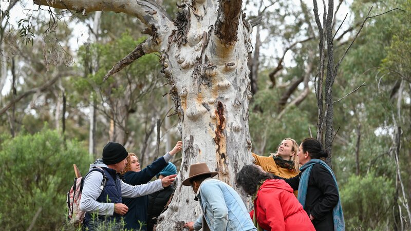 First Nations' Experiences | VisitCanberra